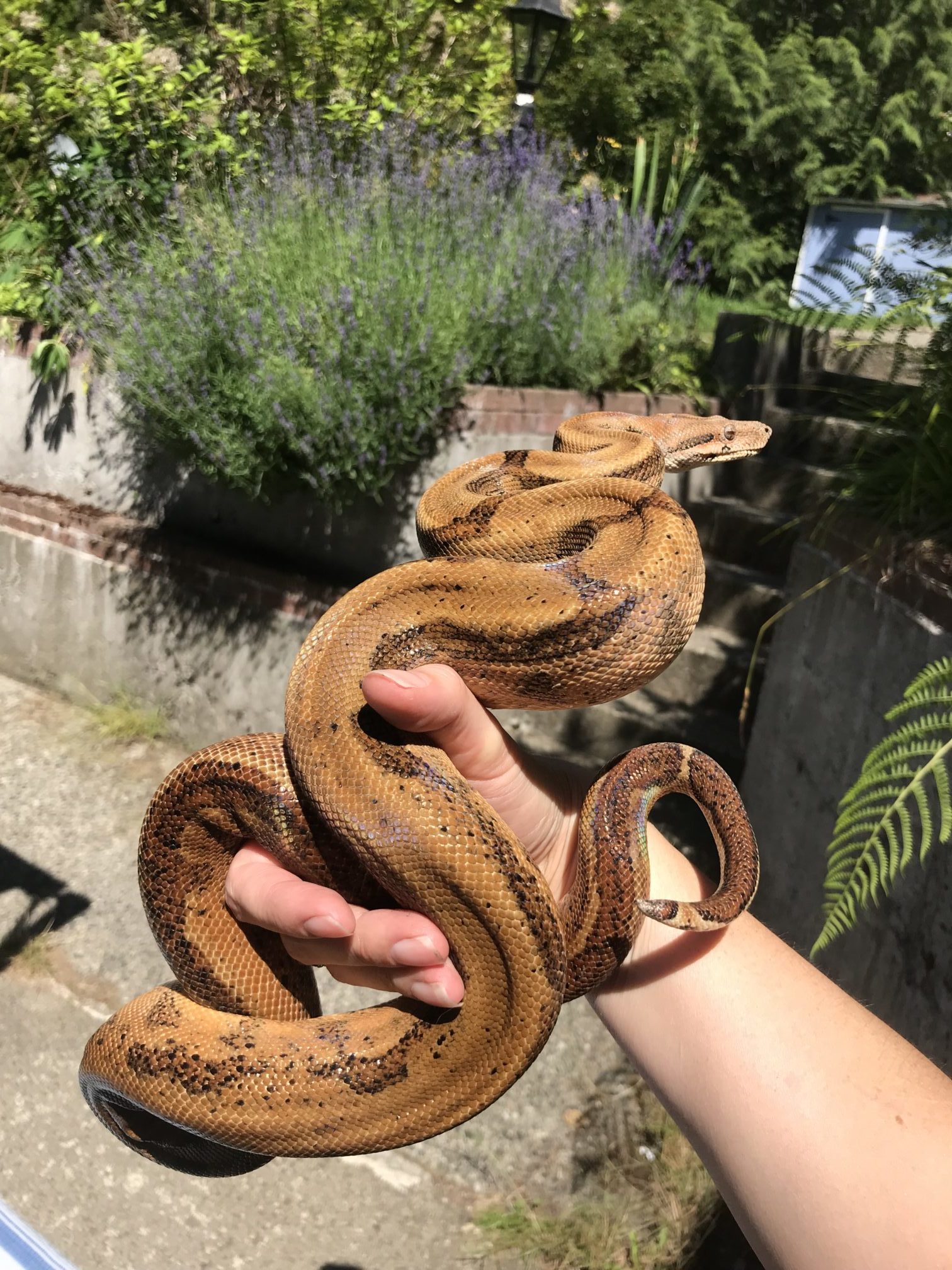 Pearl Island boa
