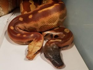 Blood Pythons