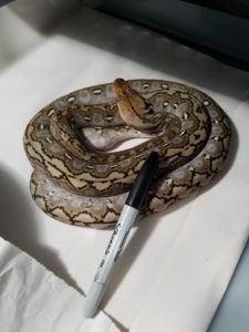 DWARF Reticulated Pythons