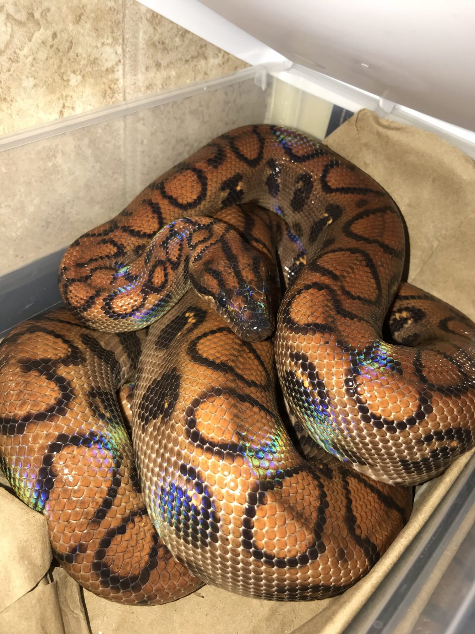 Brazilian Rainbow Boa
