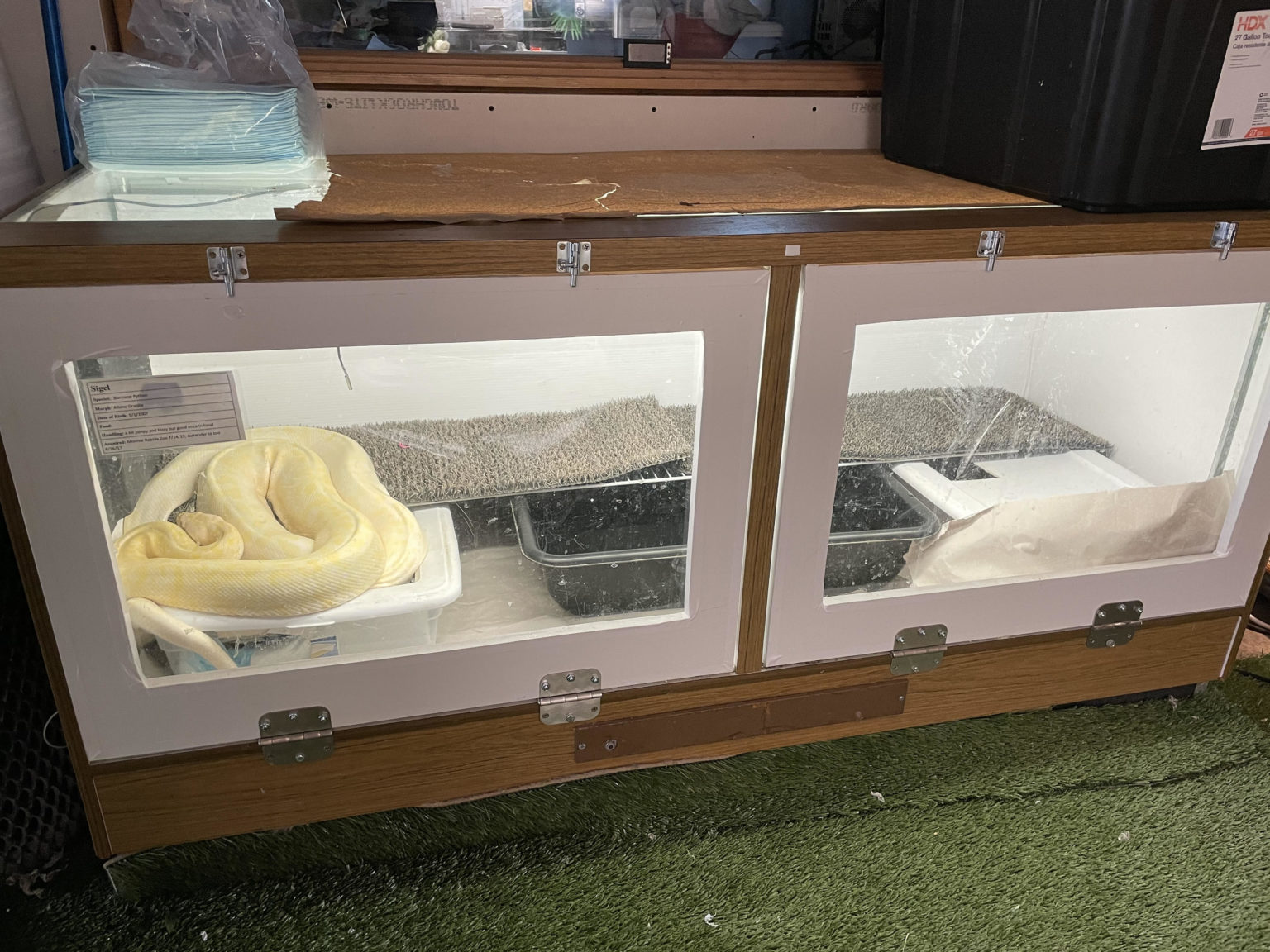 Snakes in tanks – please stop!