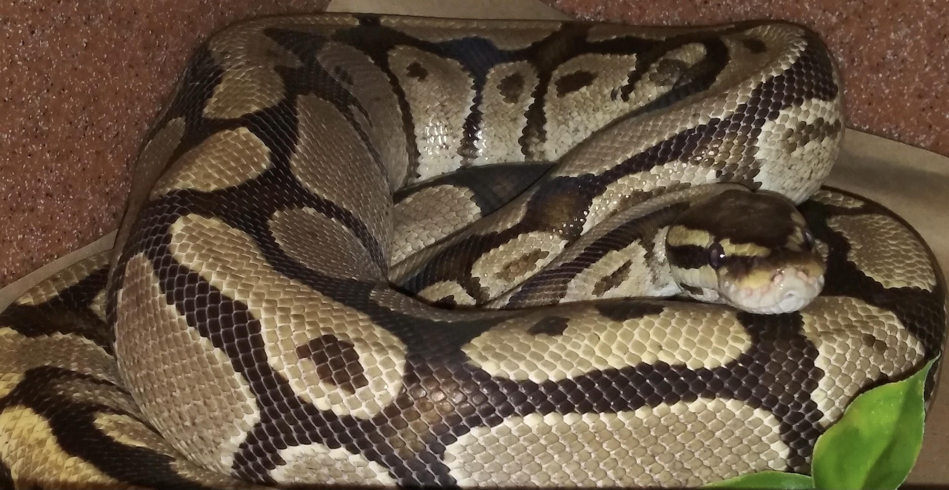 Available for Adoption