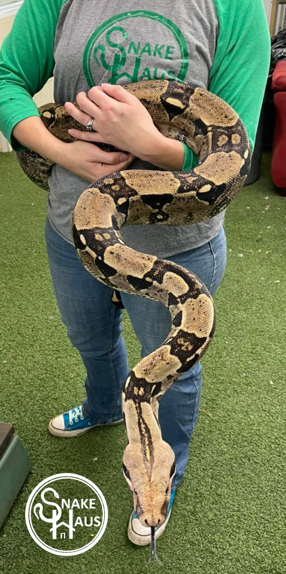 Snake Haus WEST Adoptables