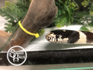 Snake Haus East Adoptables