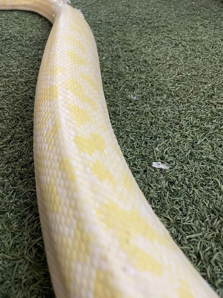 Body Condition Scores