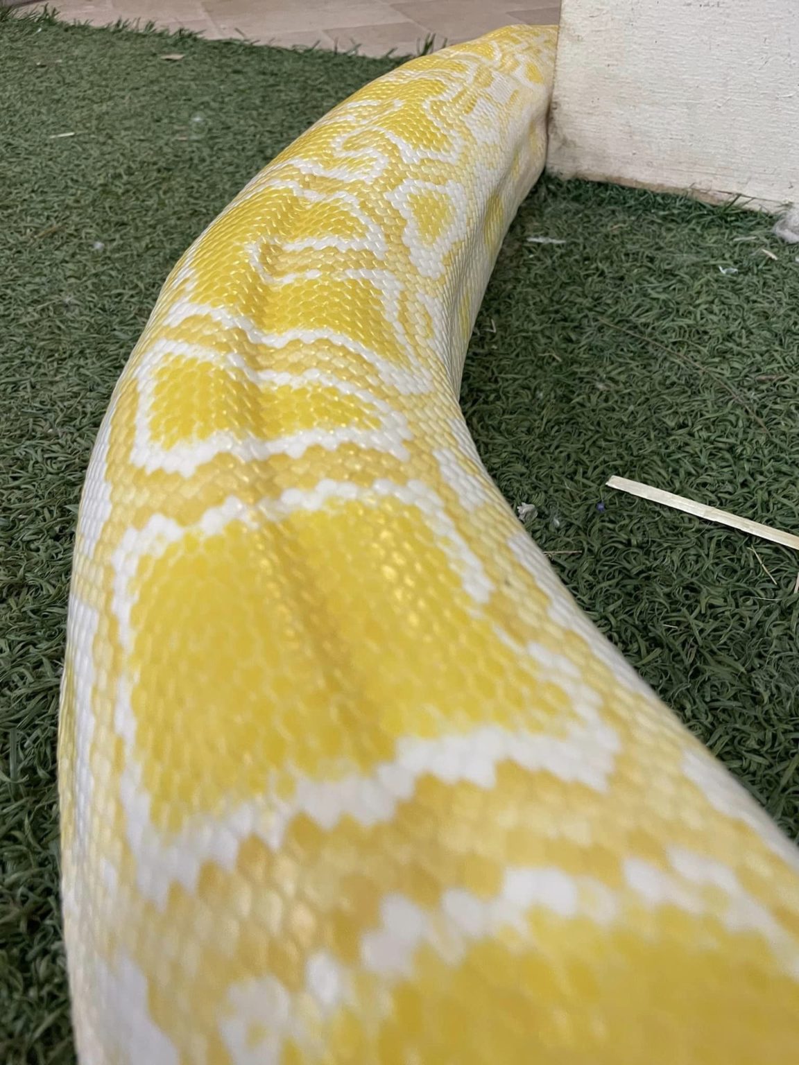 Body Condition Scores