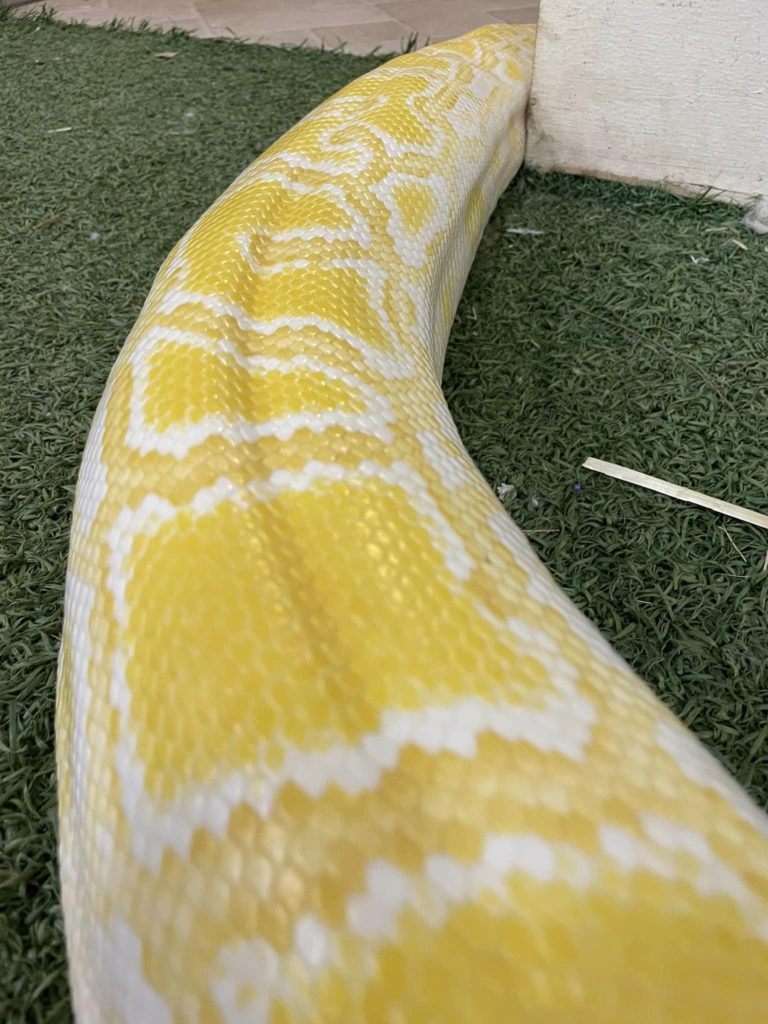 Body Condition Scores