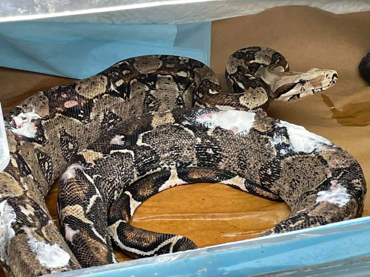 Grimm’s Dermal Necrosis